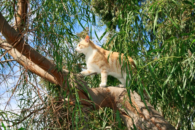 Cat on the tree stock photo. Image of tree, adorable - 11760694