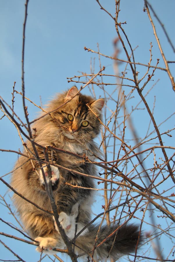 Cat on the tree stock image. Image of branch, hunter - 12835223