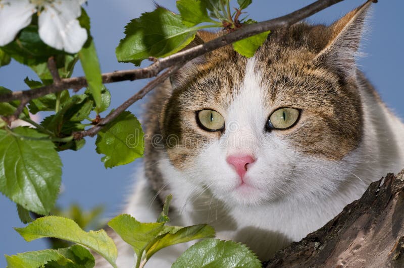 Cat on a tree stock image. Image of kitten, back, curiosity - 14492037