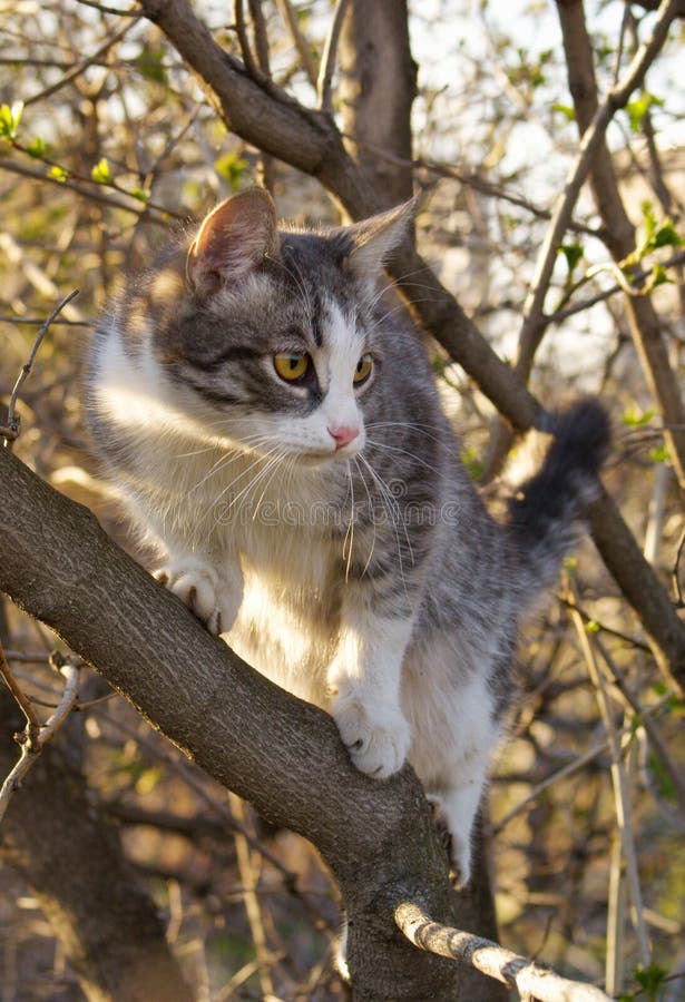 Tabby Cat Sitting on Mossy Tree and Look Around Stock Photo - Image of ...