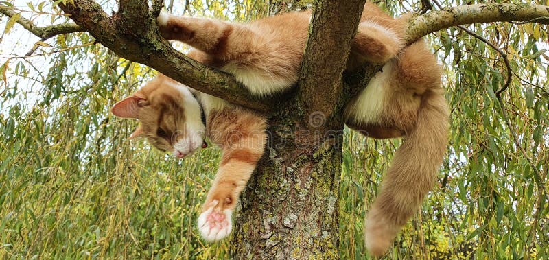 Cat in a tree stock image. Image of gingertom, animal - 208749969