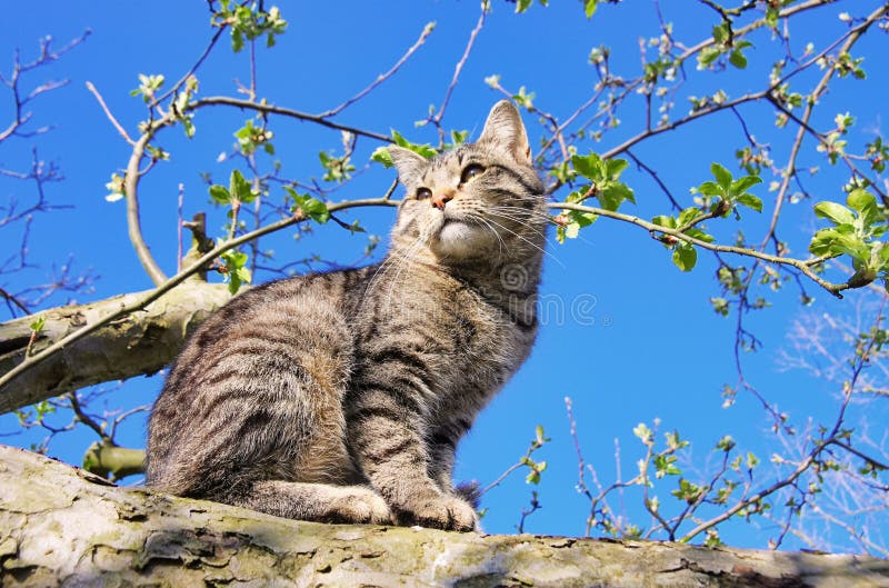 13+ Cat climb tree Free Stock Photos - StockFreeImages