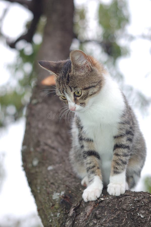 Cat on a tree stock image. Image of farm, cats, wildlife - 3467065