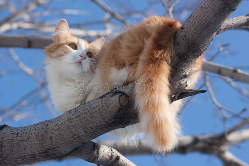 Cat On Tree Picture. Image: 9601088