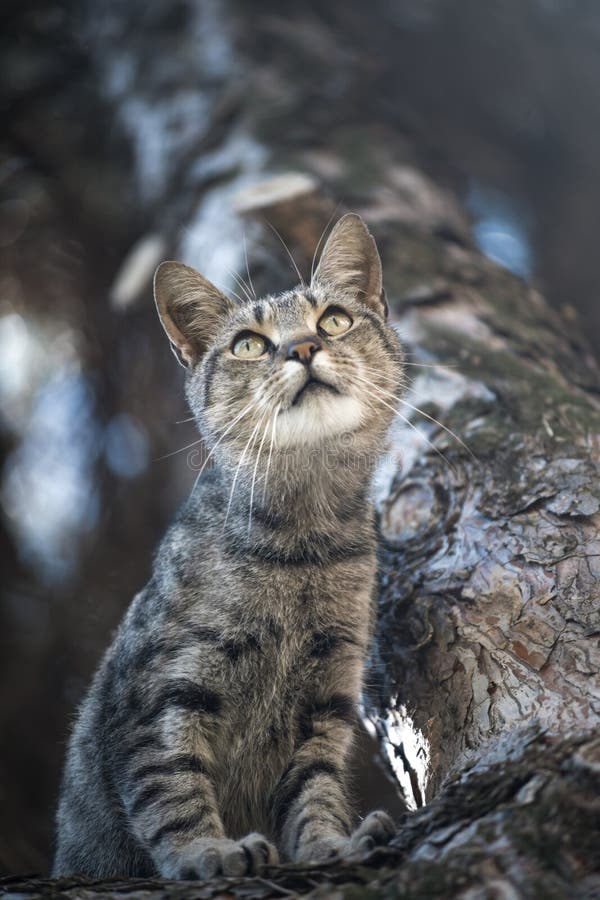Cat on the Tree stock photo. Image of look, playful - 100897796