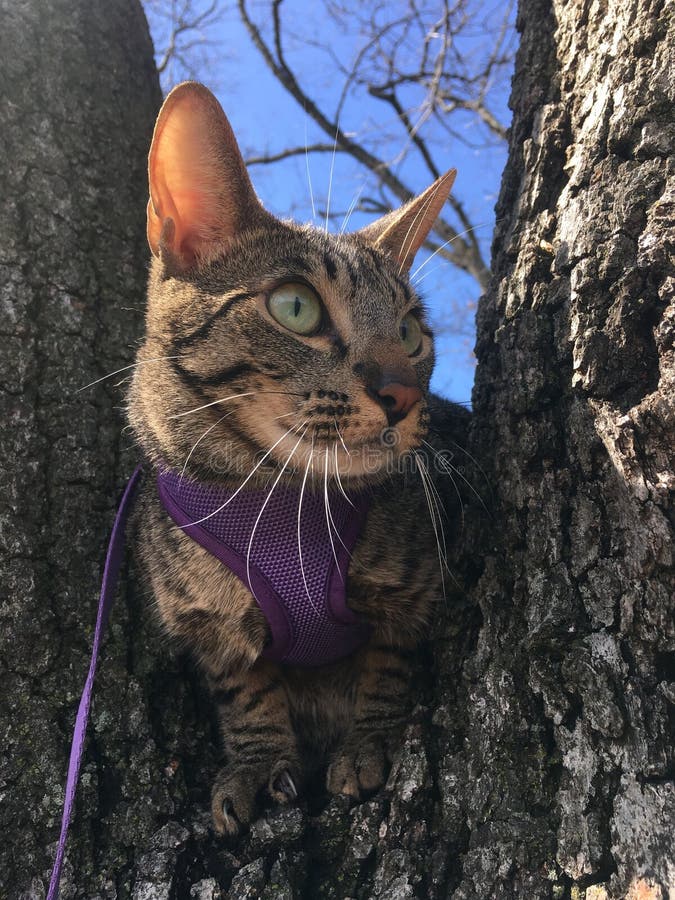 Cat on Tree in April in New York, NY. Stock Image - Image of april ...