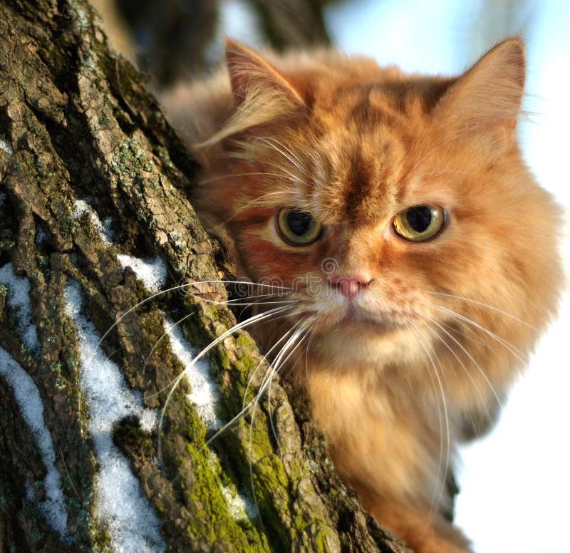 Cat in a tree stock photo. Image of mustache, snow, forest - 44098174