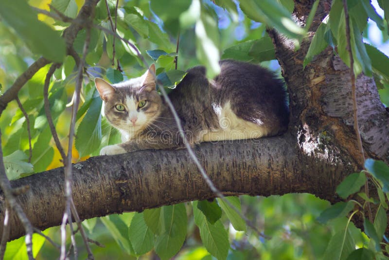 Cat on the tree stock photo. Image of green, look, stripe - 136056832