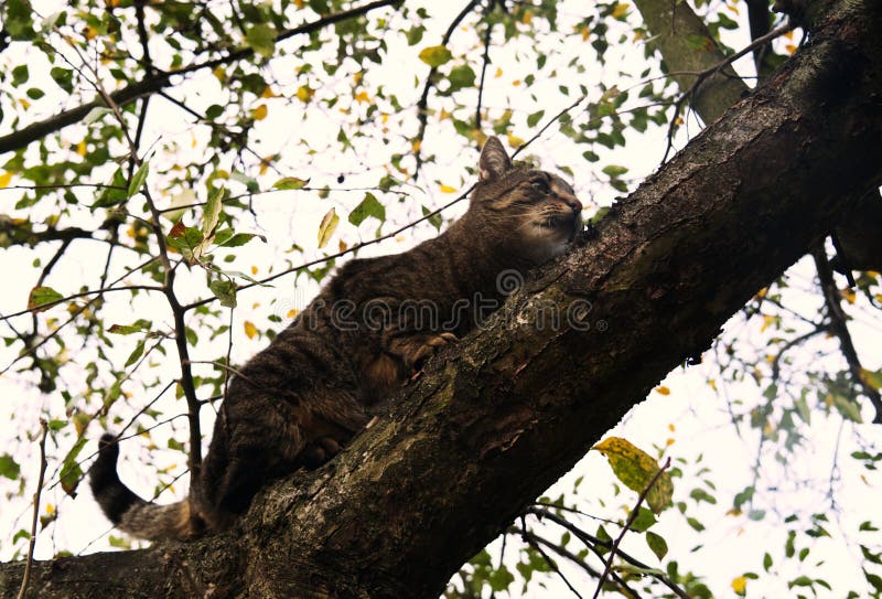 Cat on a tree branch. stock image. Image of cute, kitten - 165008733