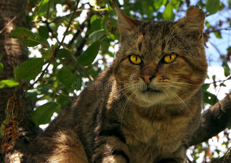 Cat at Tree with Bright Yellow Eyes Stock Image - Image of whisker ...