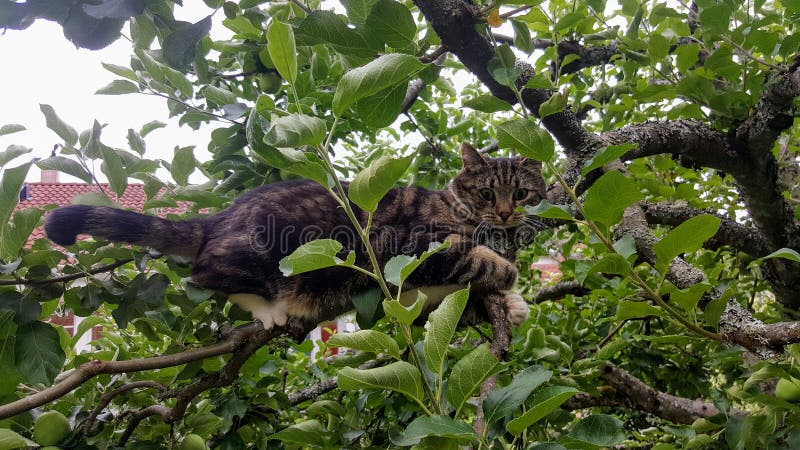 Cat in a tree stock photo. Image of tree, cats, climb - 138094792