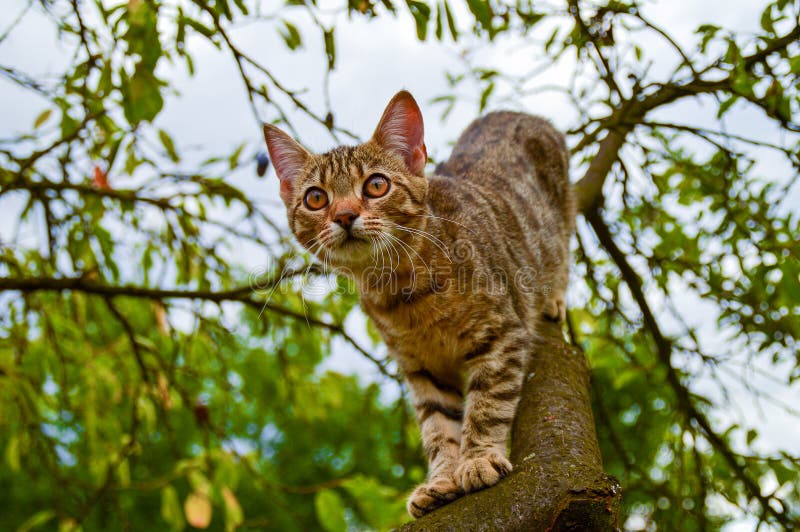 Cat on a tree stock image. Image of wildlife, kitten - 82298271