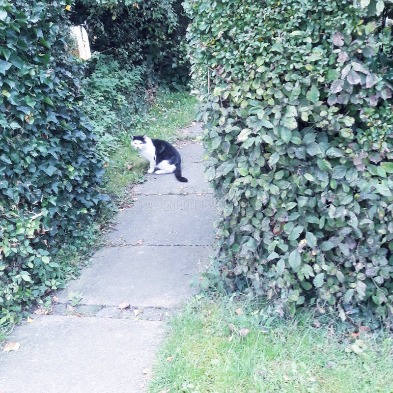 Cat Tree Gras Sun Animal Face Stock Photo - Image of plant, backyard ...