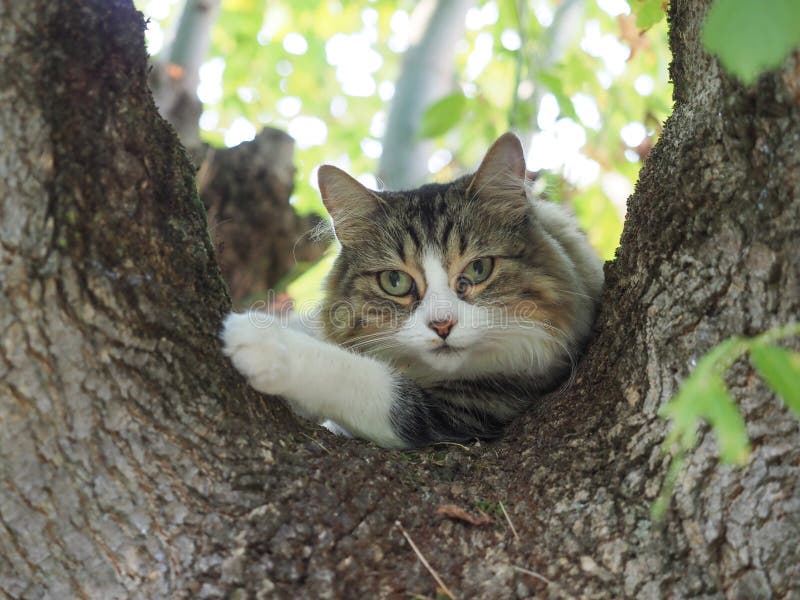 Cat on a tree stock image. Image of animal, feline, ashleaf - 333482821