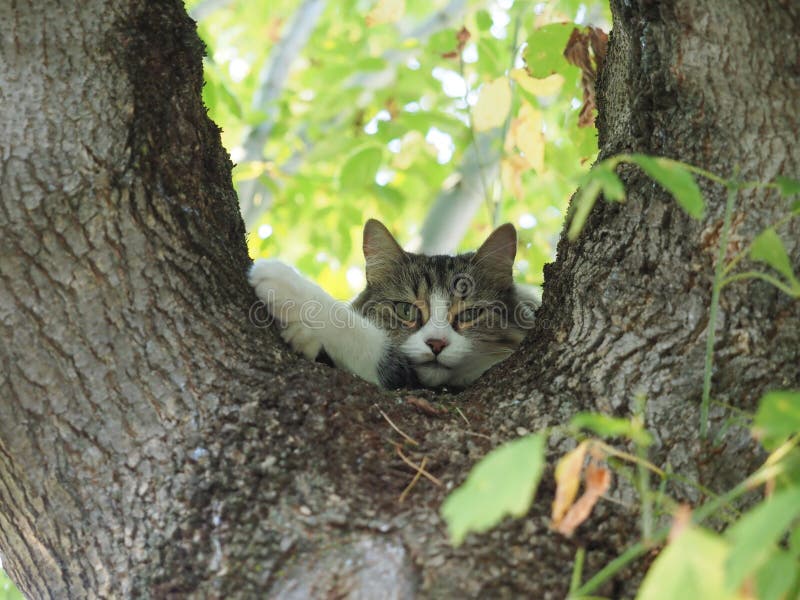 Cat on a tree stock photo. Image of maple, domestic - 335698266