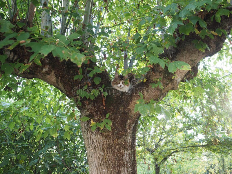Cat on a tree stock image. Image of maple, ashleaf, plant - 340777853