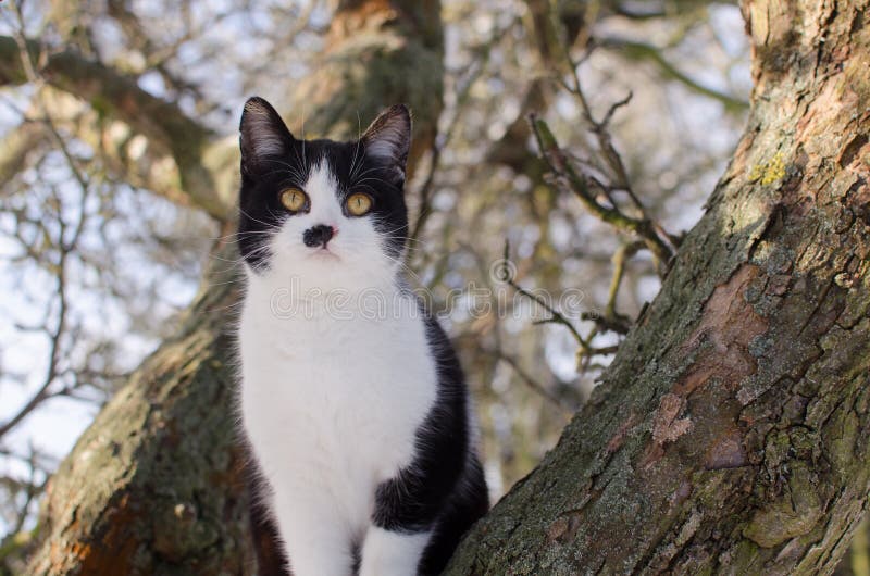 A Cat on a Tree Looking Around Stock Image - Image of adorable, outdoor ...