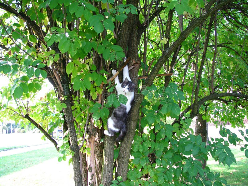 Cat on a tree stock image. Image of breed, green, tree - 137832091