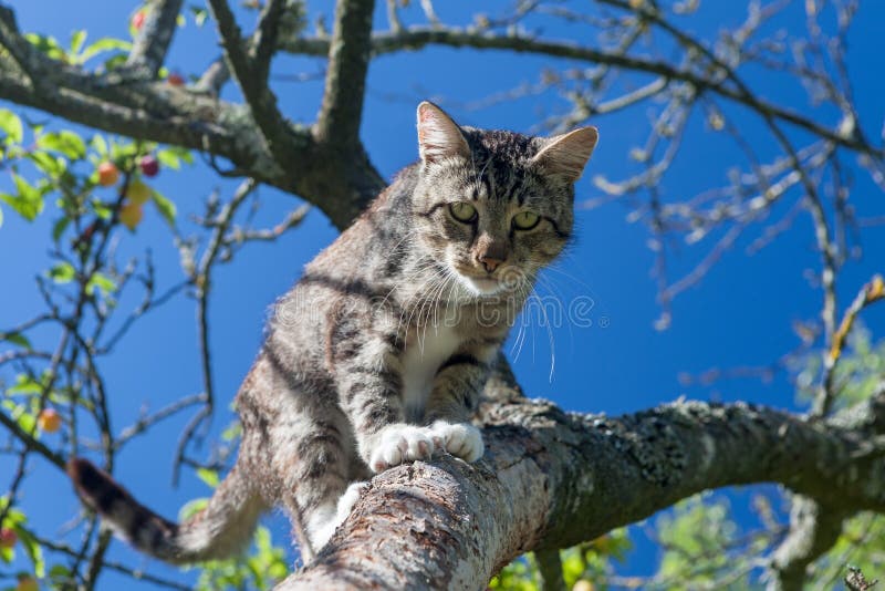 Cat on the tree stock image. Image of muzzle, fuzzy, single - 33058109
