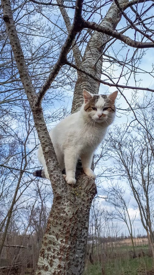 Cat in a Tree. the Pet Cat Climbed a Tree Stock Image - Image of female ...