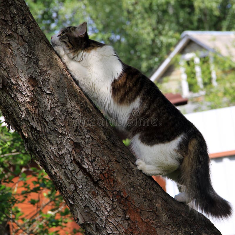 Cat on a tree stock photo. Image of breed, predator, mammal - 39938172
