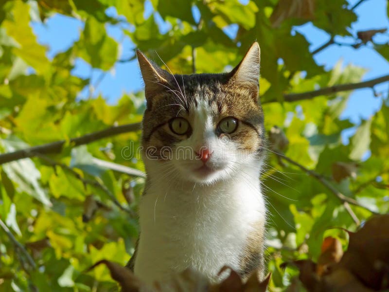 Cat on the tree stock image. Image of nature, breed - 144396853