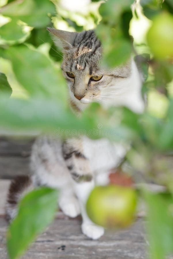 Cat on a tree. editorial image. Image of high, pretty - 32961900