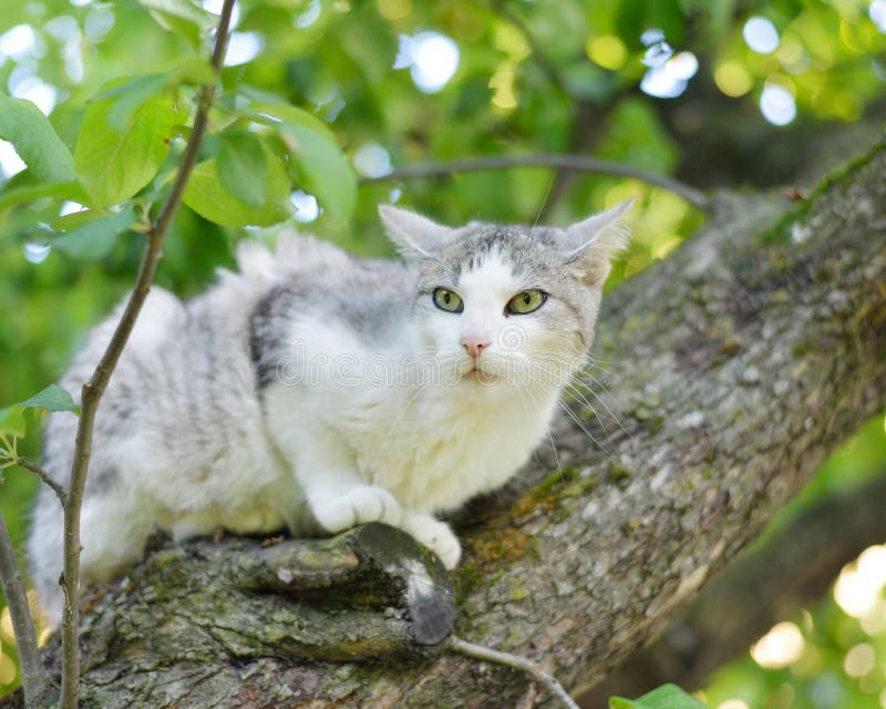 Cat on a tree. stock image. Image of beauty, feline, looking - 32962017