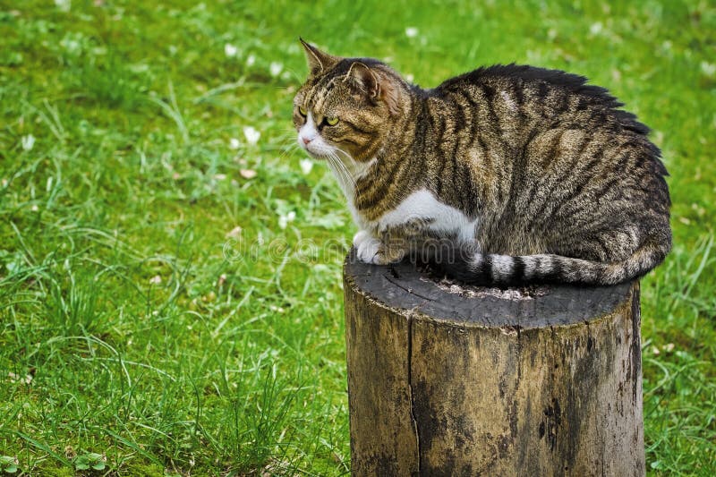 Cat lying on stump stock image. Image of tiredness, resting - 33341423