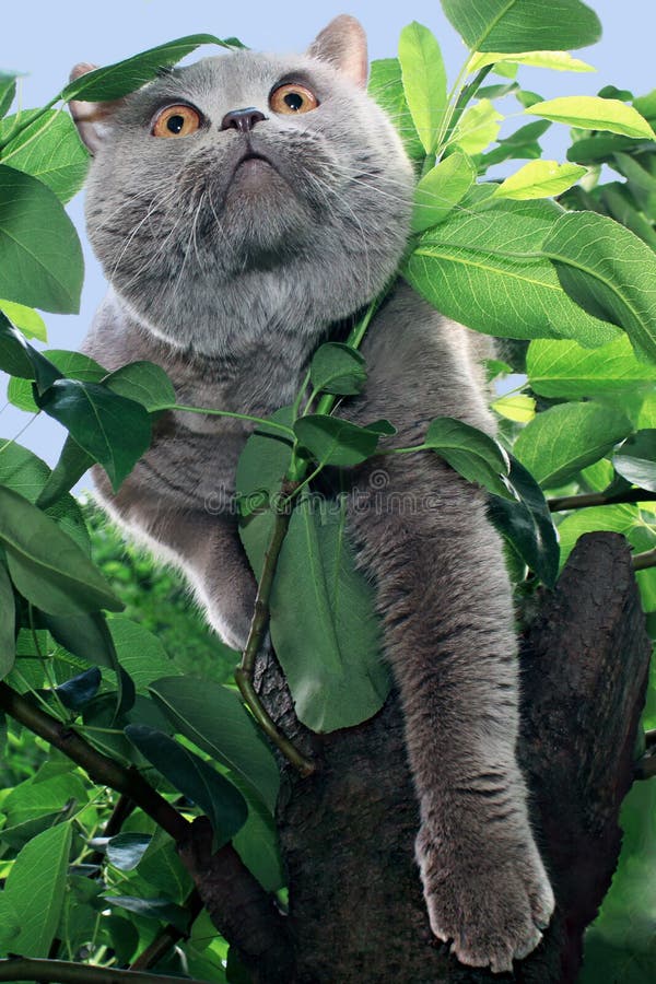 Cat stock image. Image of foliage, british, mammal, grass - 59603355
