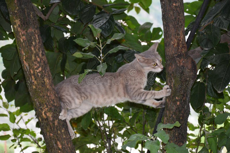 Cat on tree stock photo. Image of grey, floor, garden - 58329008