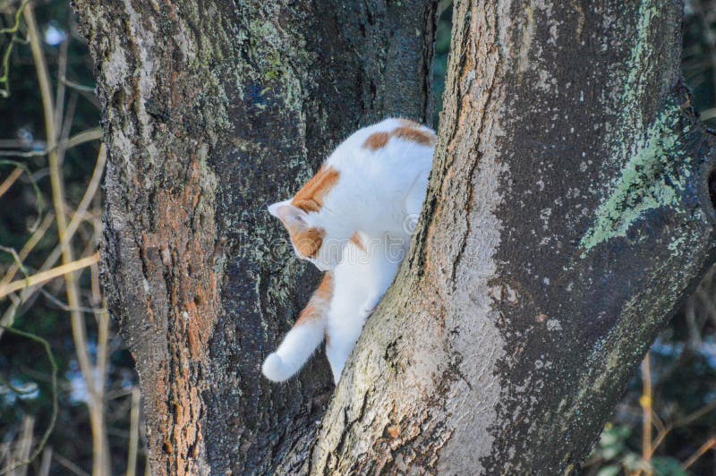 Cat in a Tree stock image. Image of tree, beautiful - 108118027