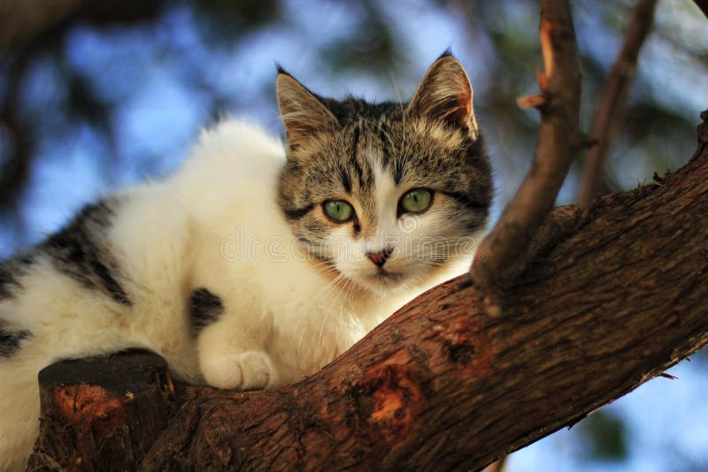 Cat on the tree stock photo. Image of sitting, staring - 32956438