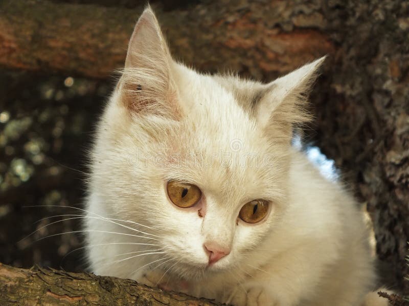 Cat on tree stock image. Image of tabby, beautiful, portrait - 102234521