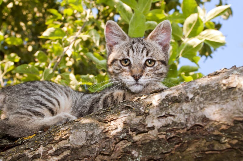 Cat in a tree stock photo. Image of animal, tree, background - 42412216