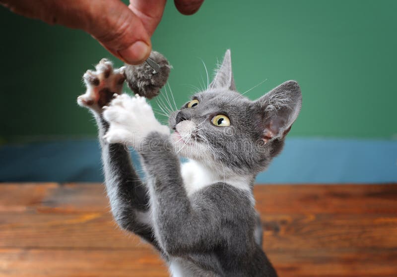 Cat Tries To Catch Plush Mouse Stock Photo - Image of play, interested ...