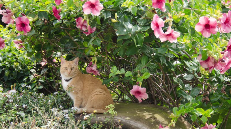 Cat with tropical flowers stock photo. Image of collar - 44975788