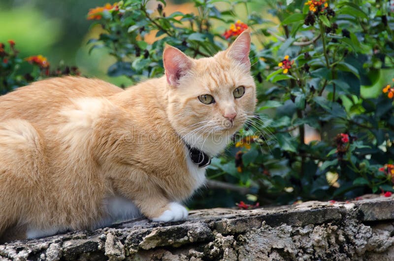 Cat with tropical flowers stock photo. Image of collar - 44975788