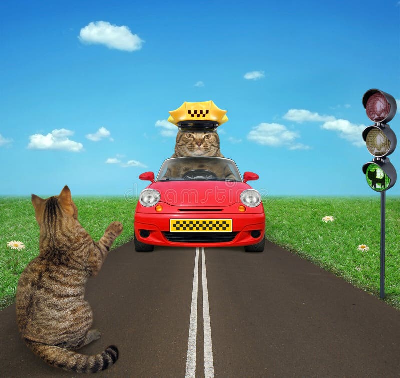 Cat driver on road 2 stock photo. Image of freeway, racing - 123551752