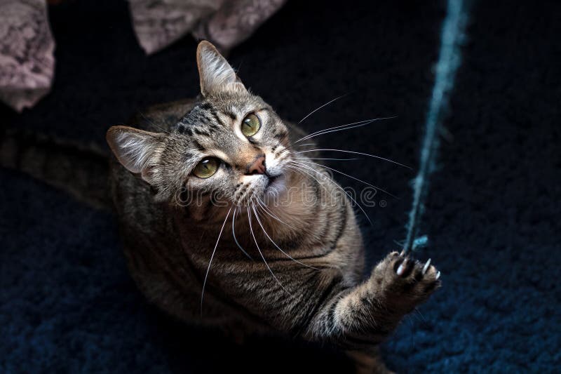 The Cat is Trying To Catch a Thin Rope Using a Paw. Stock Image - Image ...