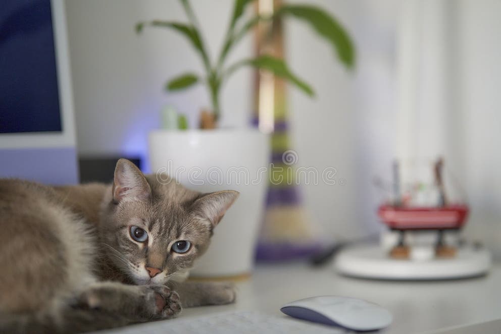 Cat rest on the desk stock photo. Image of fluffy, home - 282563098