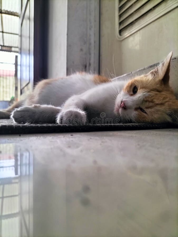 Cat trying to sleep stock image. Image of sleep, animal - 307865617