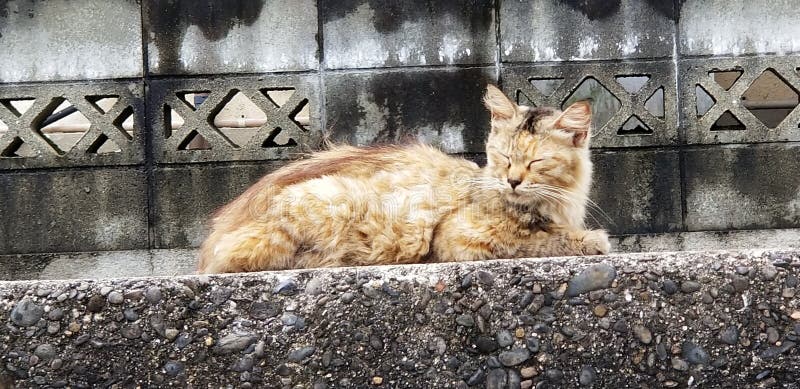 Cat trying to sleep stock photo. Image of feline, sitting - 129582110