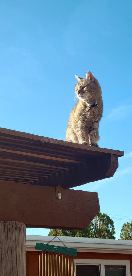 Cat on Tucson roof tile stock photo. Image of tile, roof - 164395654