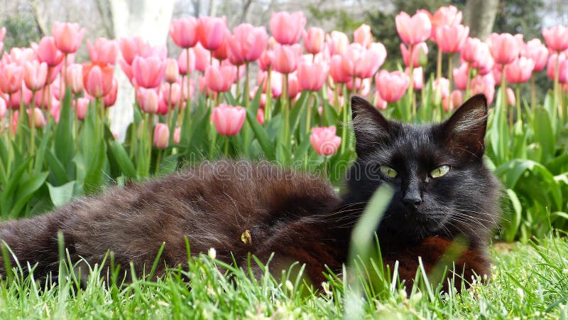 Cat and tulips stock photo. Image of yellow, landscape - 5996710