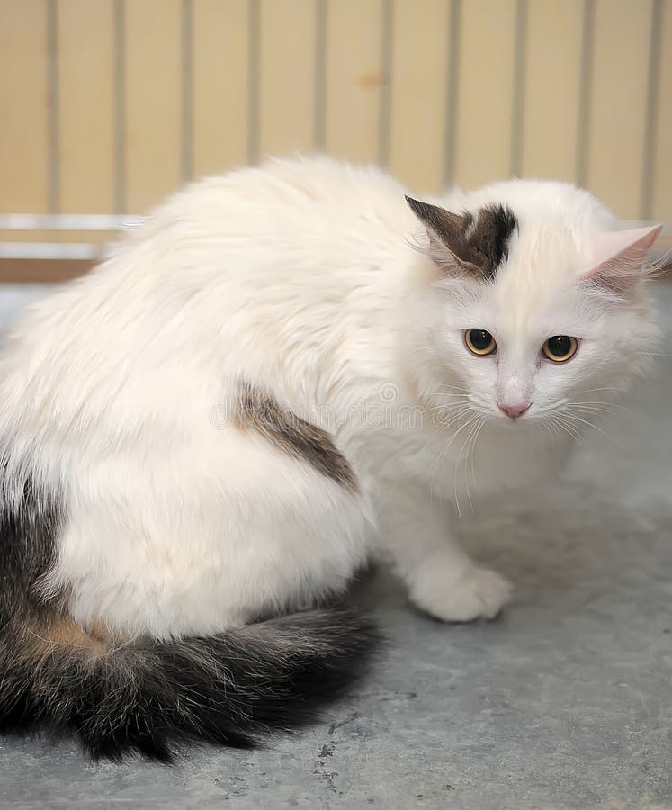 Turkish Van Cat stock photo. Image of rare, turkish, breed - 61646228