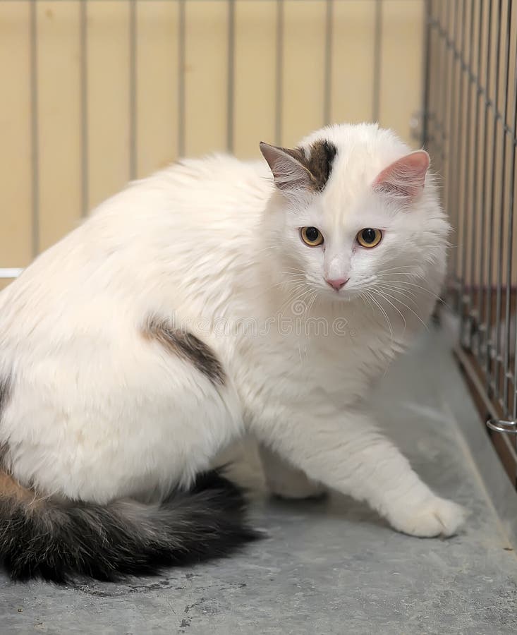 Cat--turkish van breed stock photo. Image of animal, green - 15525988