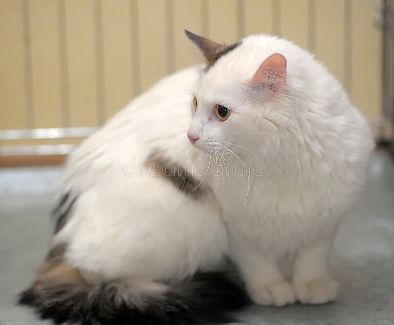 Turkish Van Cat stock photo. Image of rare, turkish, breed - 61646228