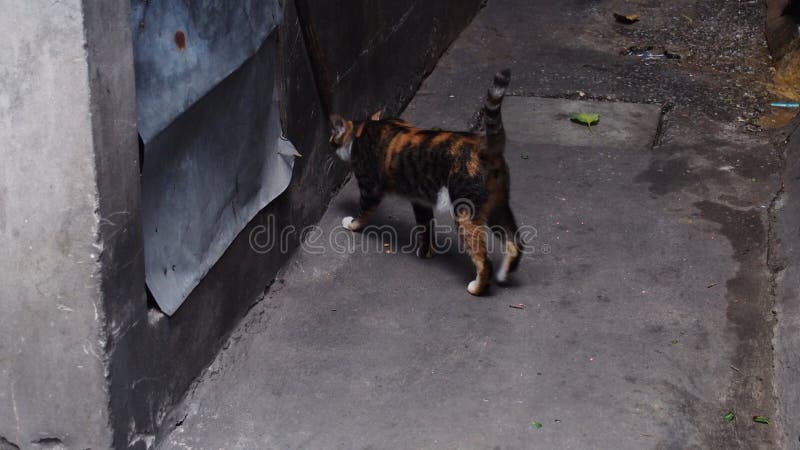 Cat Turn Back with Dark Background Stock Image - Image of black, kitten ...