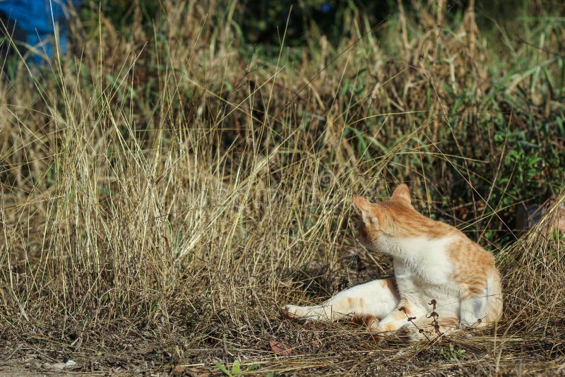 Cat turn back stock image. Image of eyes, garden, animal - 70402067